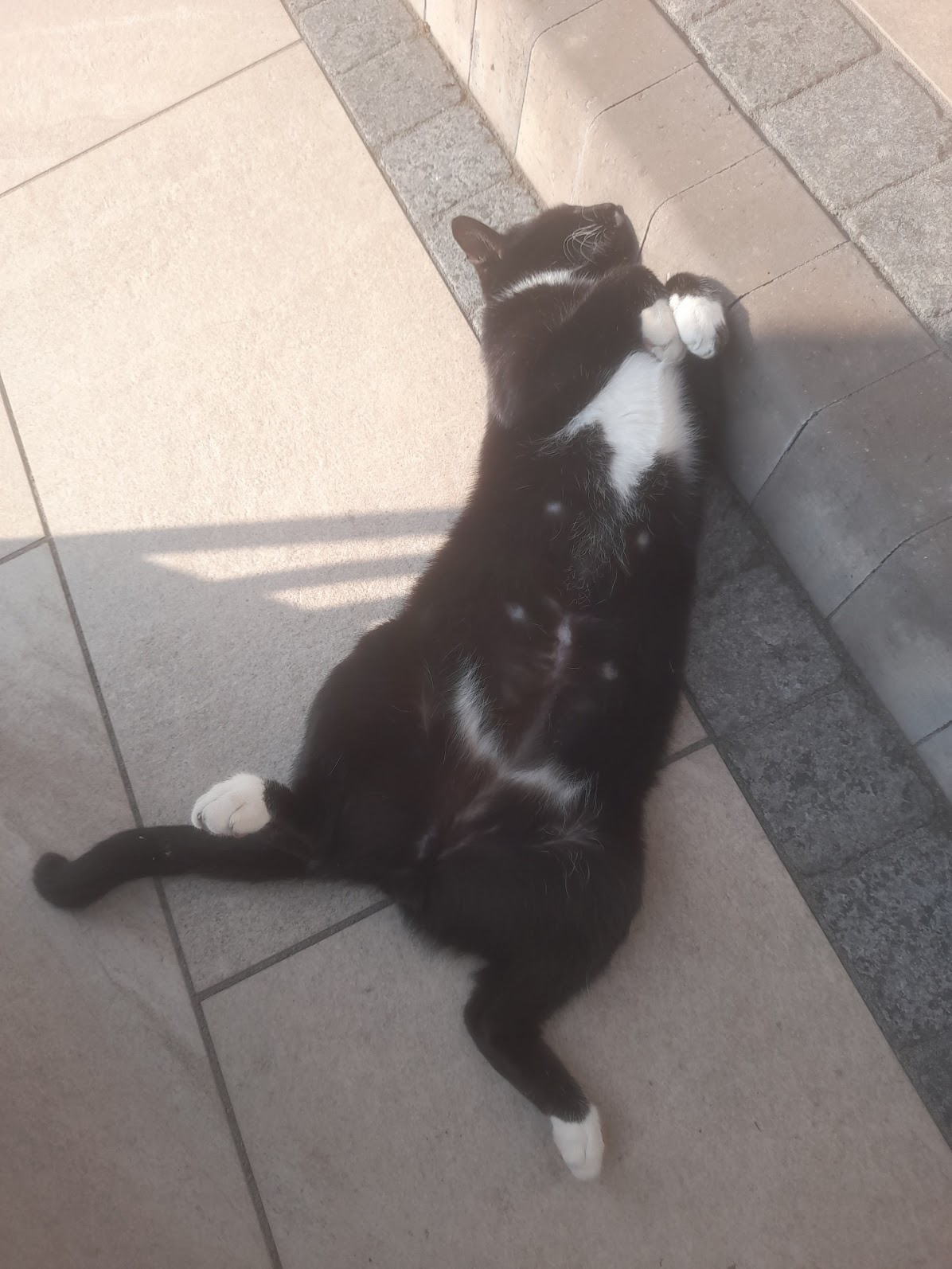 What’s wrong with Indonesian cats’ tails? – anthonyaddis.co.uk